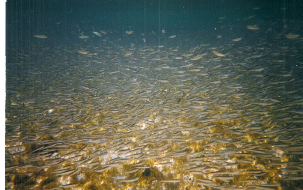 BP Dead-Zone in the Gulf, Delta Mass Fish-Kill