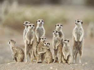 BaVenda of South Africa: How Animals Got Their Color